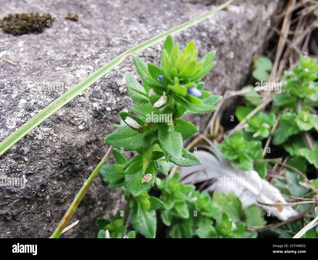 corn speedwell (Veronica arvensis Stock Photo - Alamy