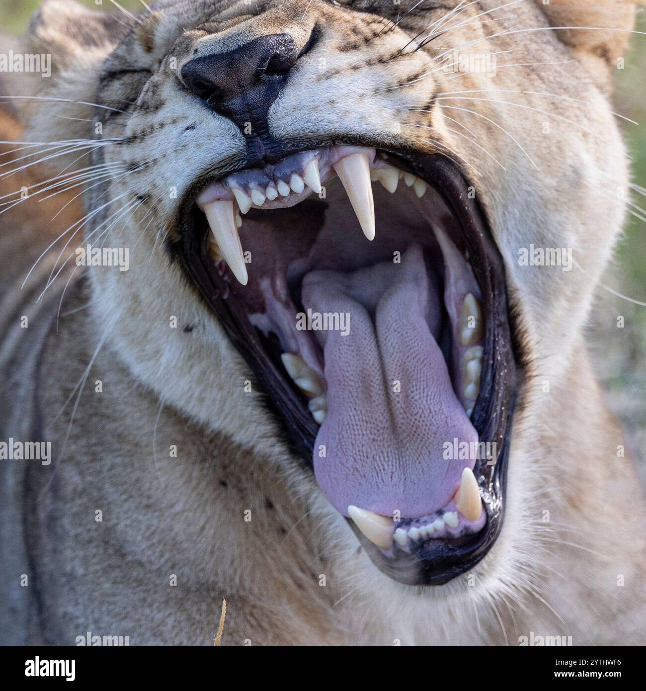 Lioness shows off her teeth in a yawn Stock Photo - Alamy