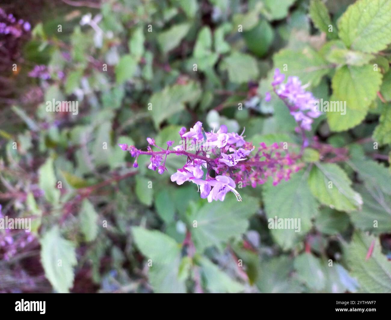 pink fly bush (Plectranthus fruticosus Stock Photo - Alamy