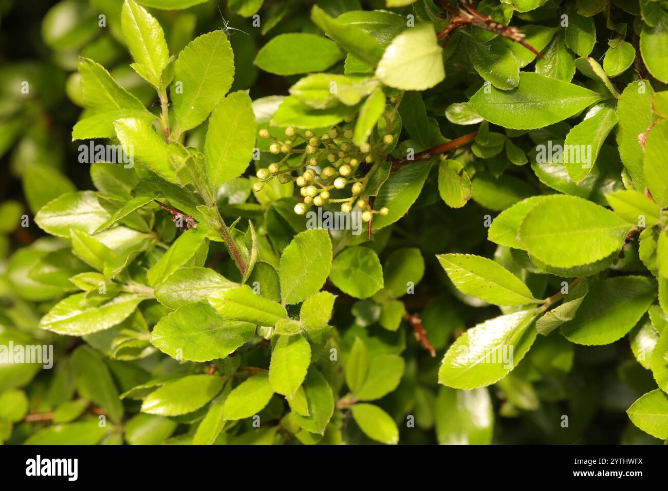 Firethorn (Pyracantha coccinea Stock Photo - Alamy