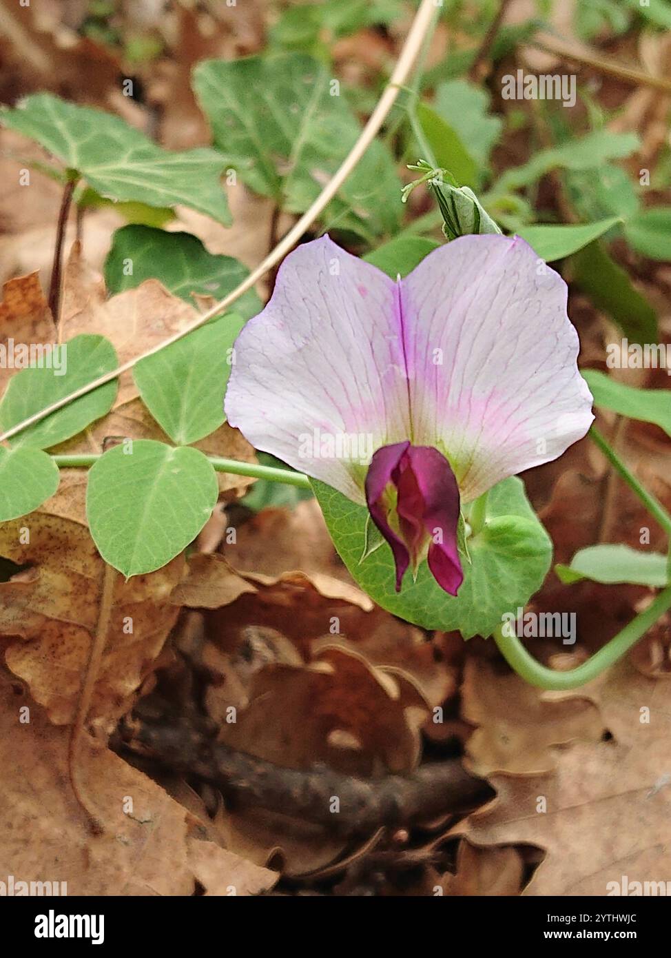 Common Pea (Pisum sativum Stock Photo - Alamy