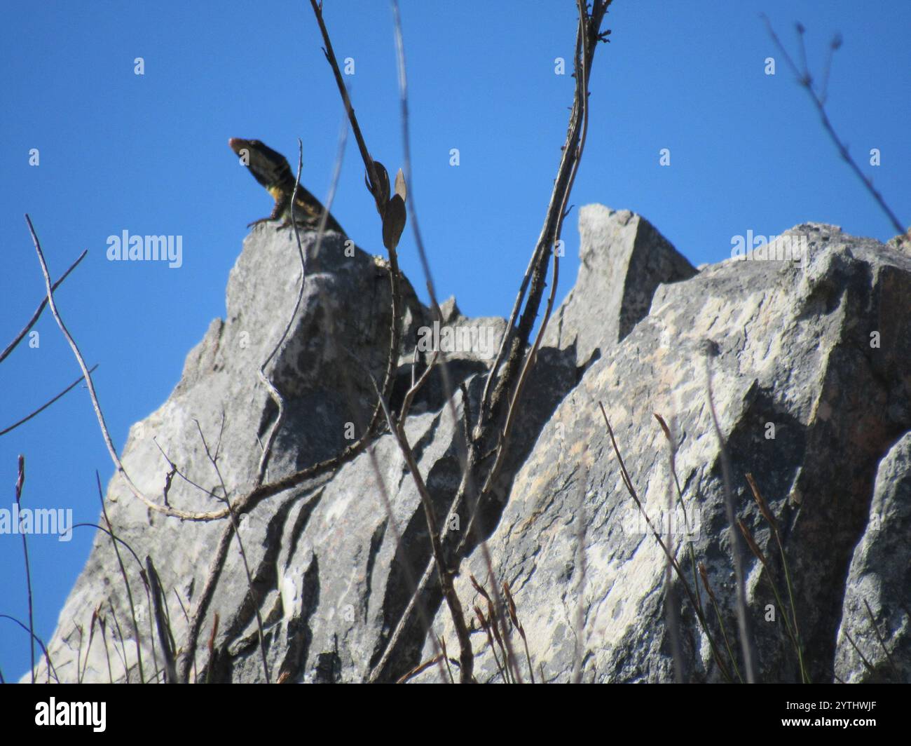 Western Cape Crag Lizard (Pseudocordylus microlepidotus microlepidotus ...