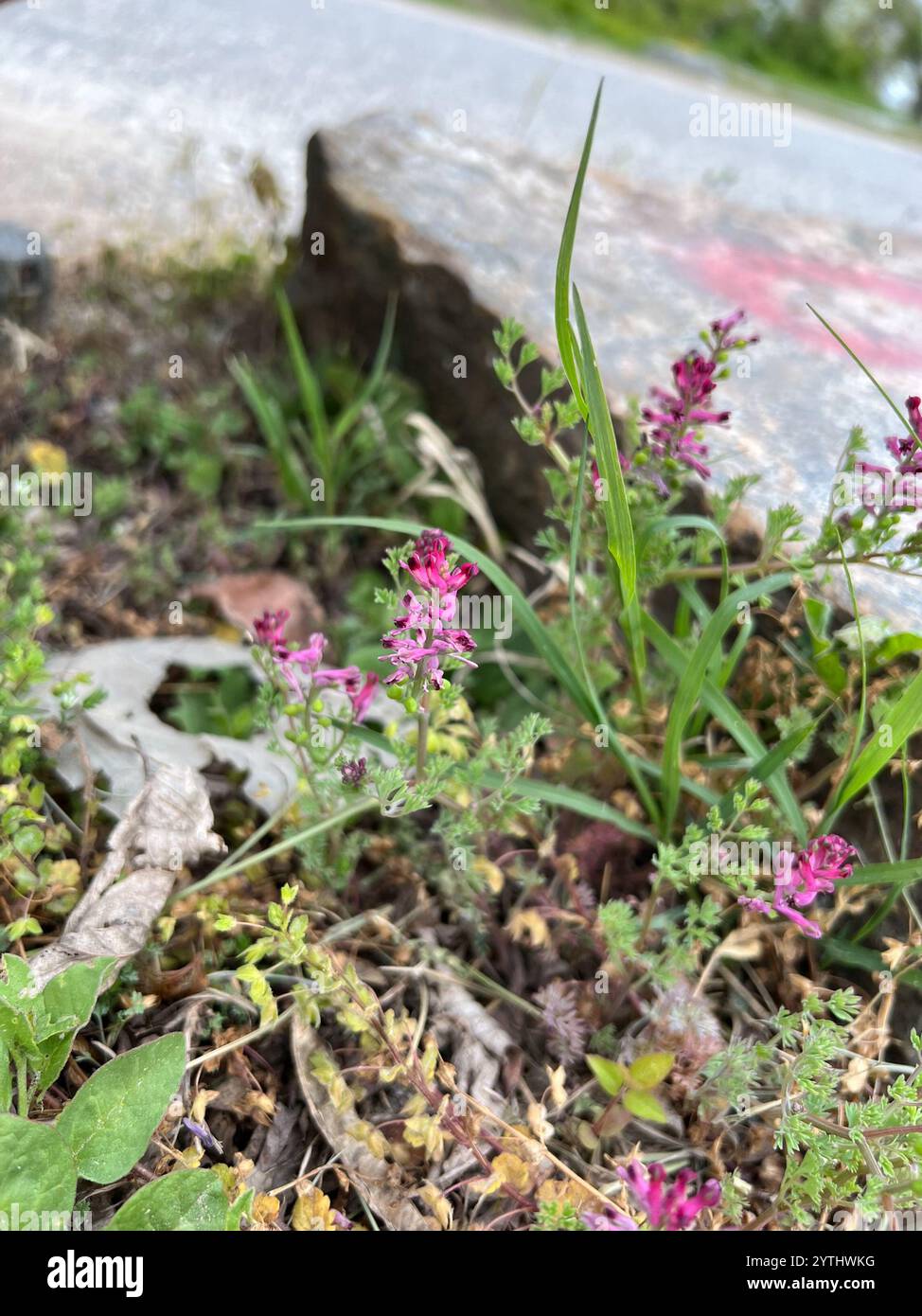 Common Fumitory (Fumaria officinalis Stock Photo - Alamy