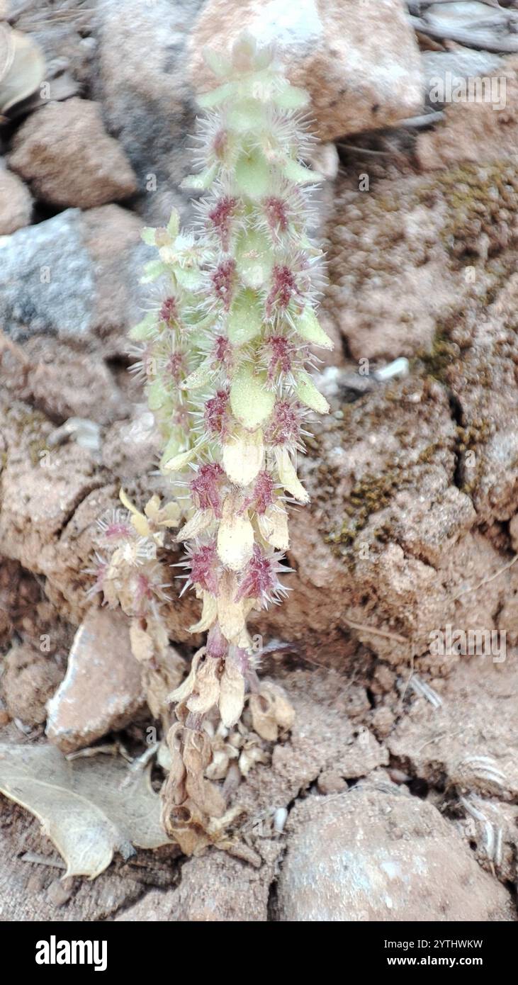 Hispid Valantia (Valantia hispida Stock Photo - Alamy