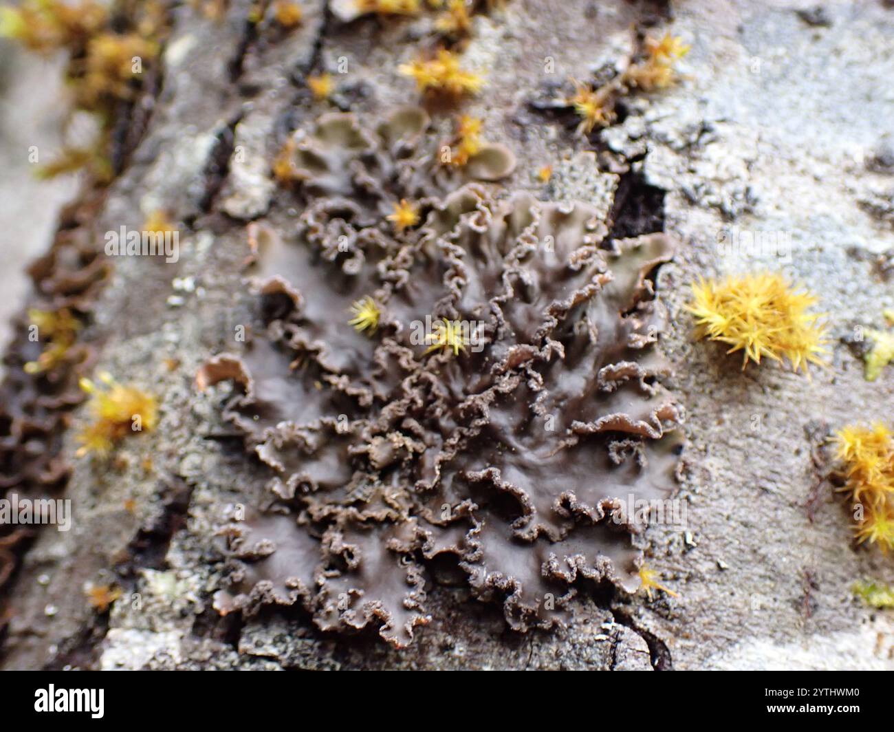 tree pelt lichen (Peltigera collina Stock Photo - Alamy
