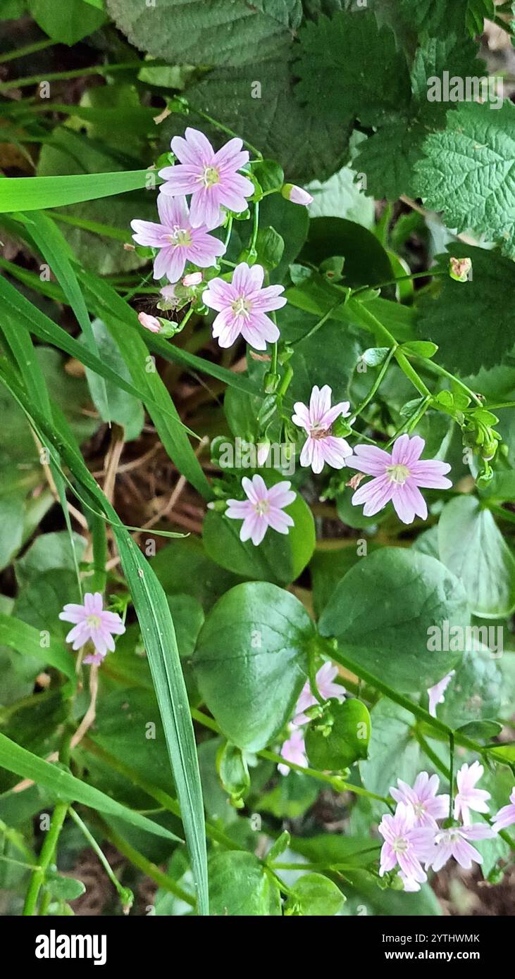 Candy Flower (Claytonia sibirica Stock Photo - Alamy