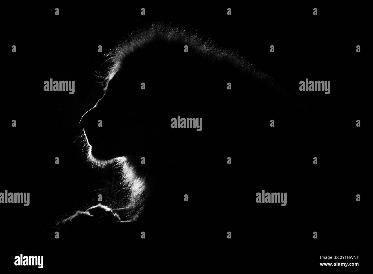 African night photography Black and White Stock Photos & Images - Alamy