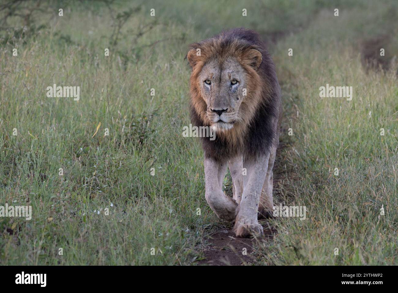 Sightings walking hi-res stock photography and images - Alamy