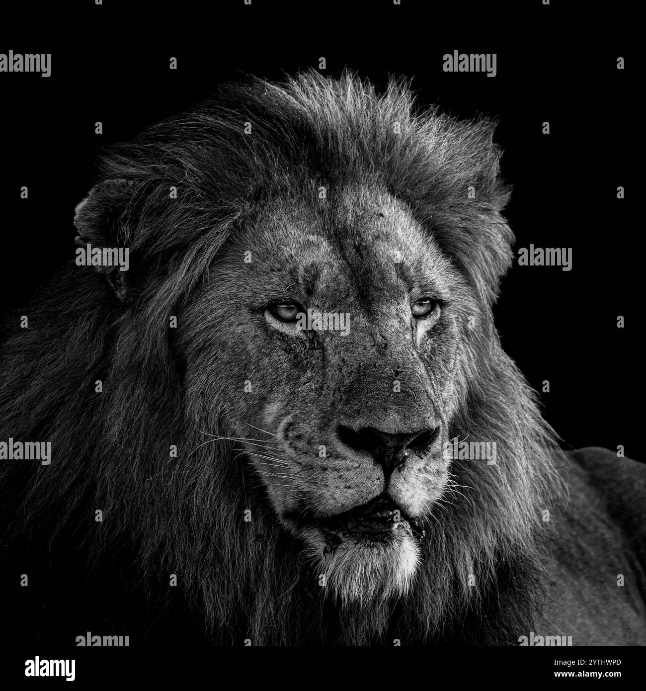 African night photography Black and White Stock Photos & Images - Alamy
