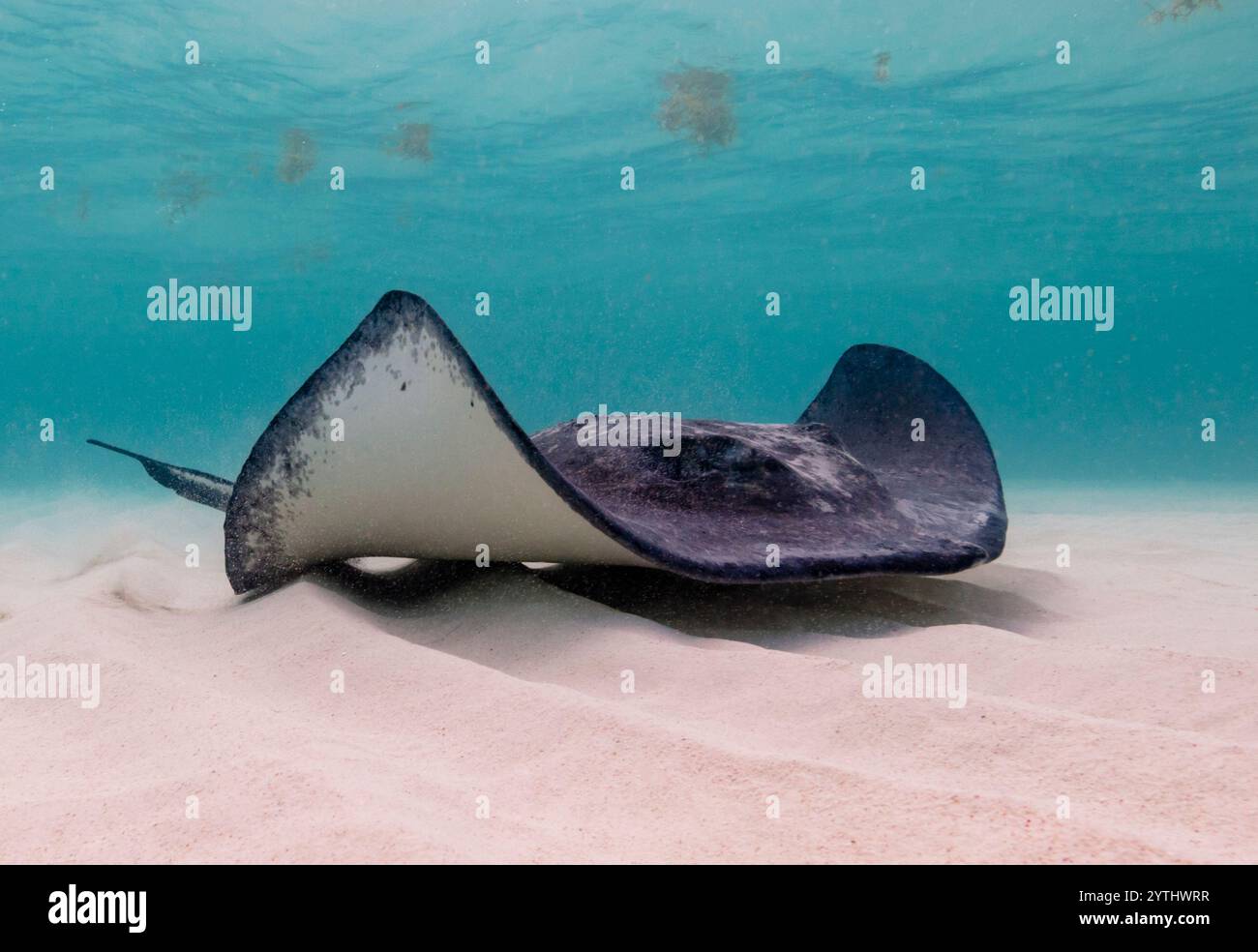 Hypanus hi-res stock photography and images - Alamy