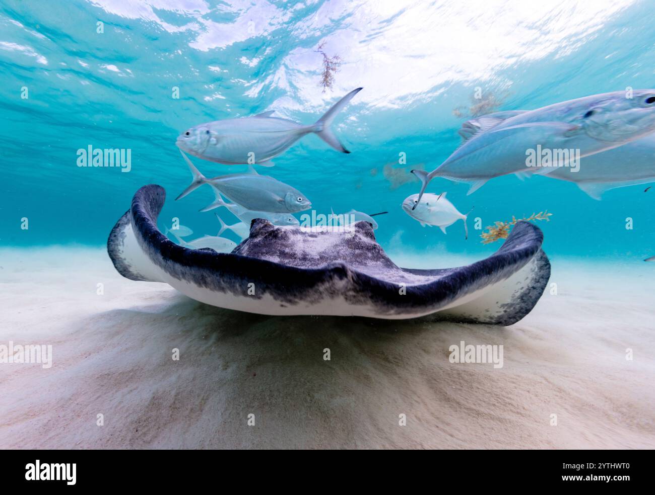 Eye level with a Southern Stingray (Hypanus americanus), shadow visible ...