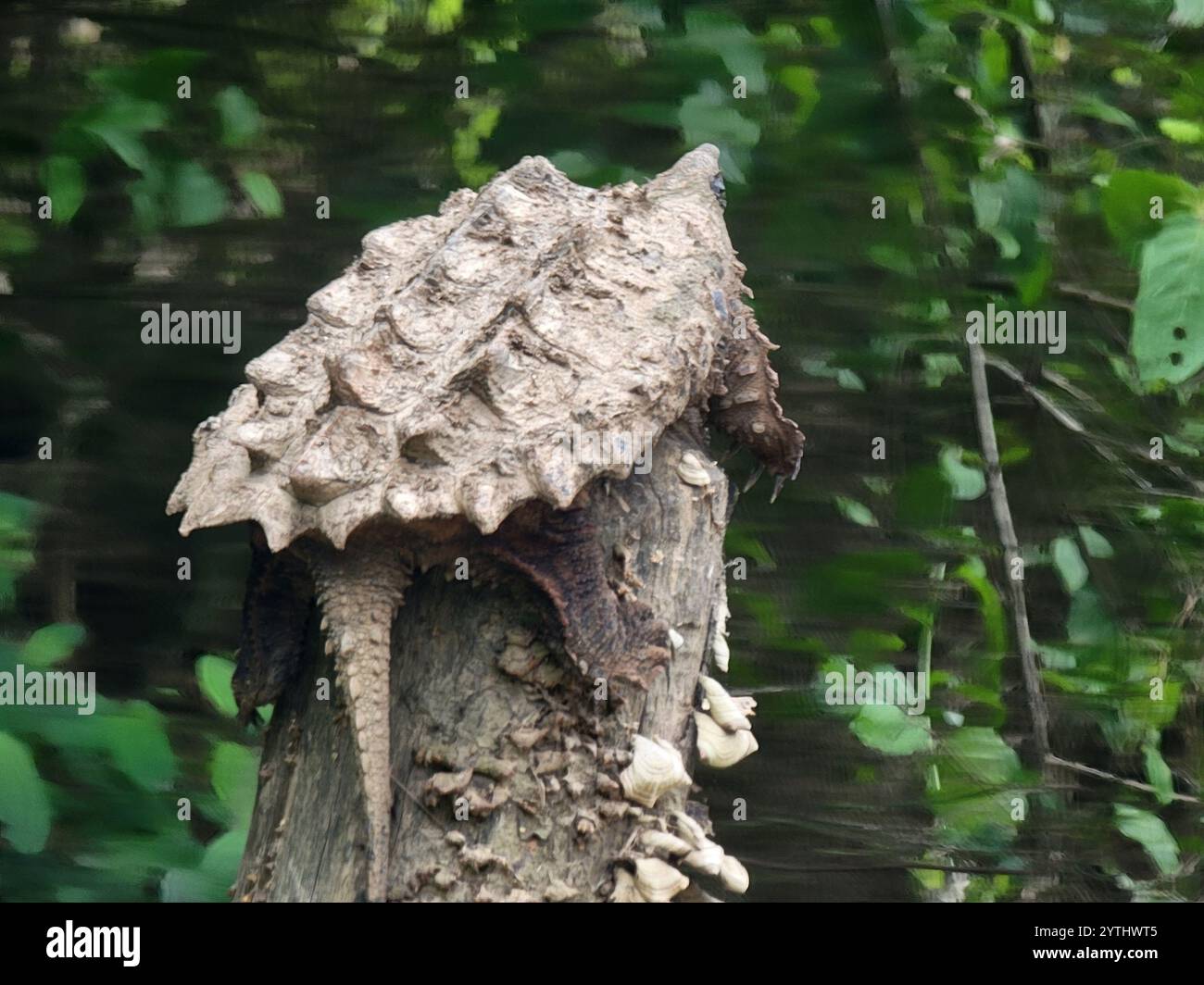 Alligator Snapping Turtle (Macrochelys temminckii Stock Photo - Alamy