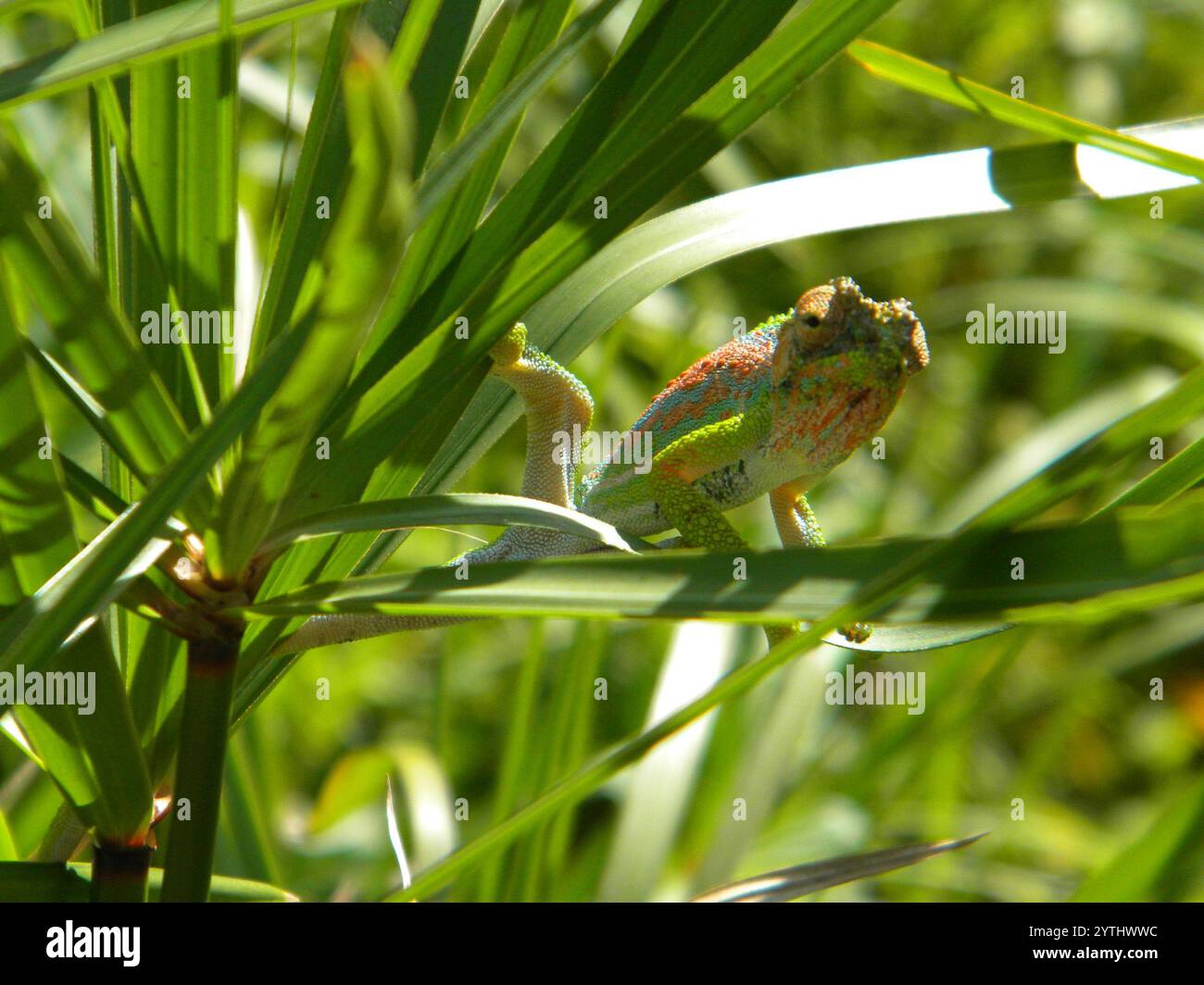 Cape Dwarf Chameleon (Bradypodion pumilum Stock Photo - Alamy