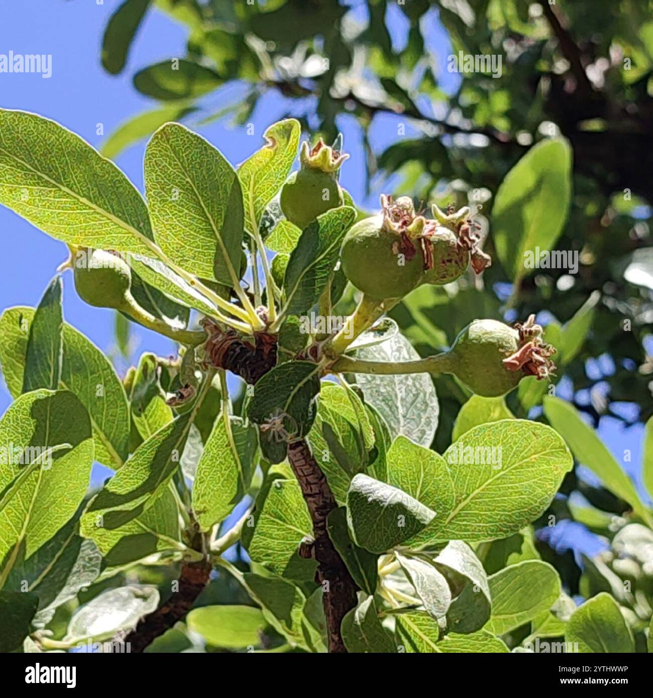 Almond-leaved pear (Pyrus spinosa Stock Photo - Alamy