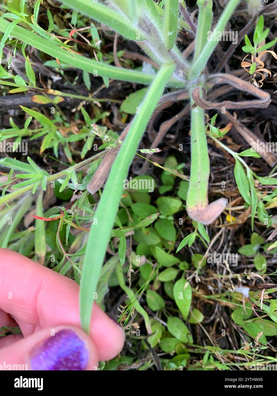 Common Madia (Madia elegans Stock Photo - Alamy