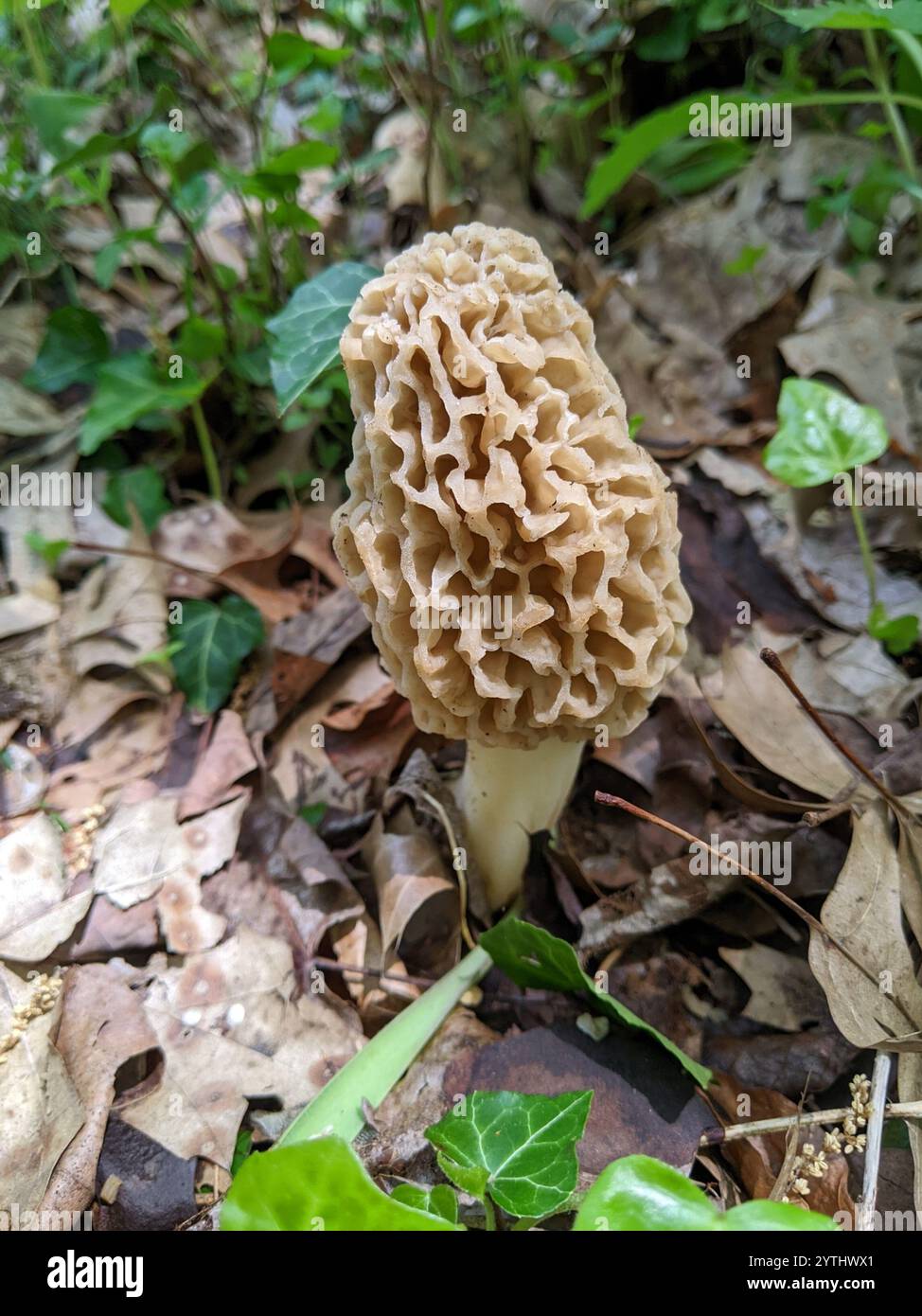 true morels (Morchella Stock Photo - Alamy