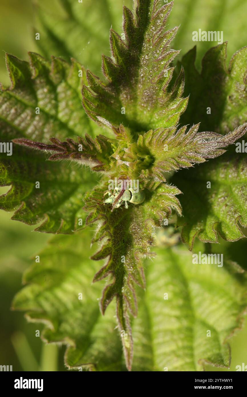 small green nettle weevil (Phyllobius roboretanus Stock Photo - Alamy