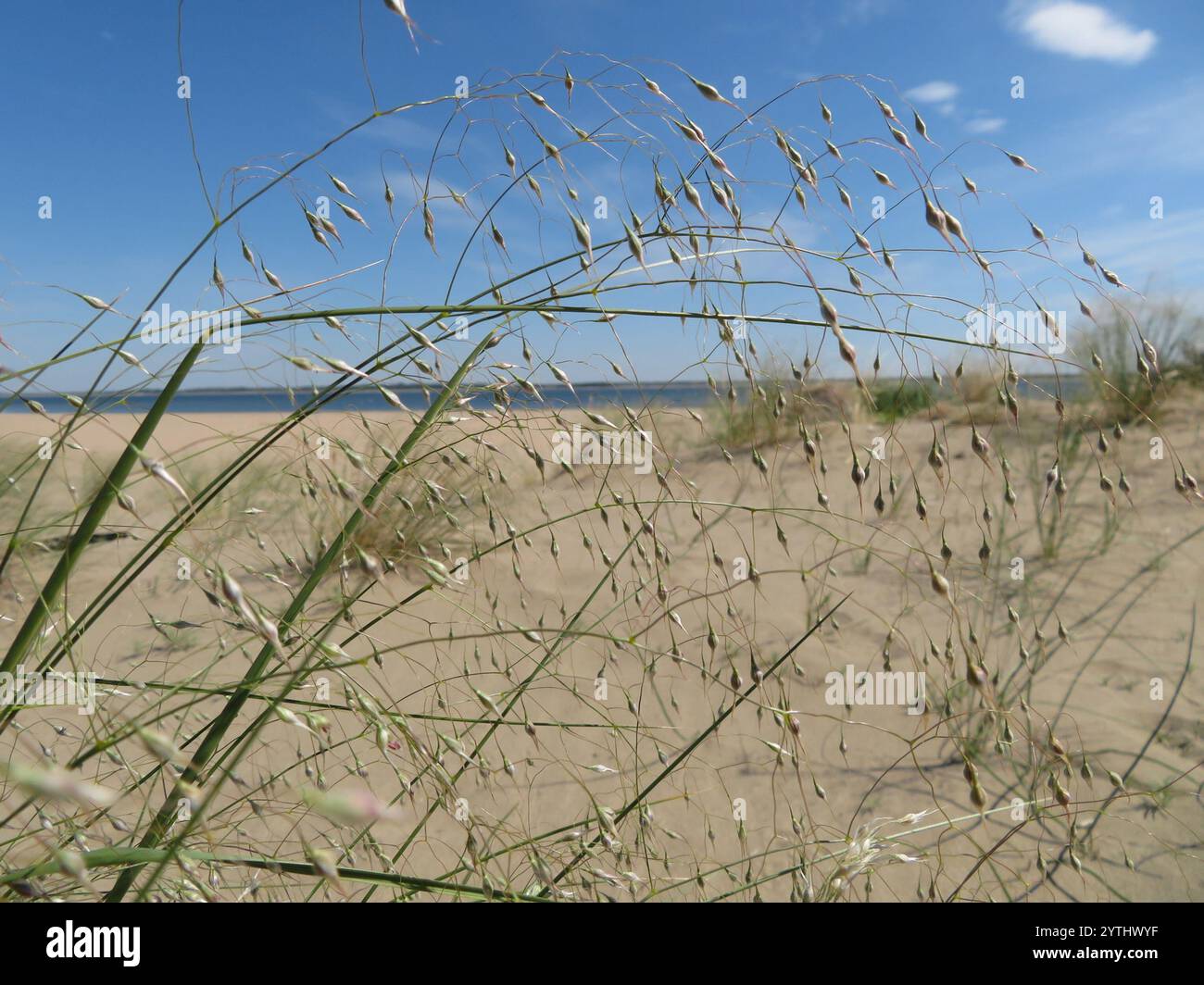 Sand Ricegrass (Eriocoma hymenoides Stock Photo - Alamy