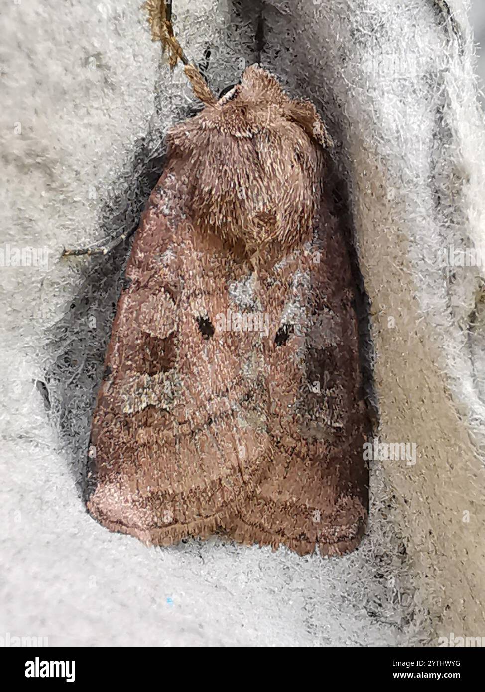 Small Square-spot (Diarsia rubi Stock Photo - Alamy