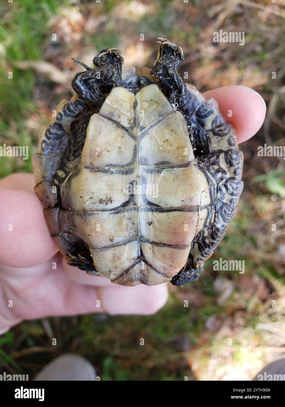 Northern Map Turtle (Graptemys geographica Stock Photo - Alamy