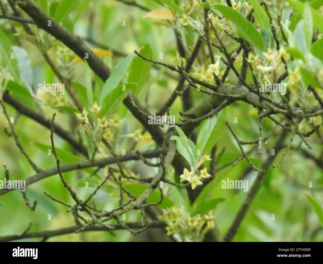 autumn olive (Elaeagnus umbellata Stock Photo - Alamy