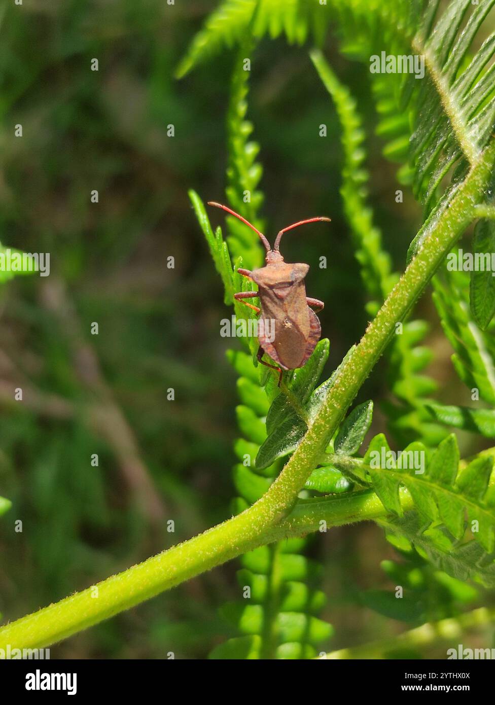 Dock Bug (Coreus marginatus Stock Photo - Alamy