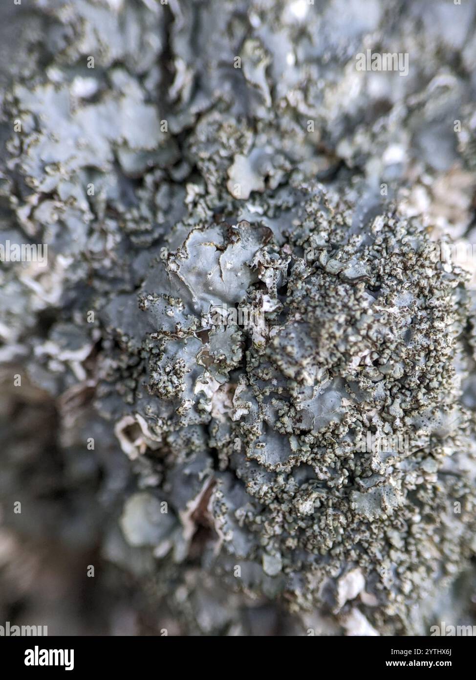 Speckled Shield Lichens (Punctelia Stock Photo - Alamy