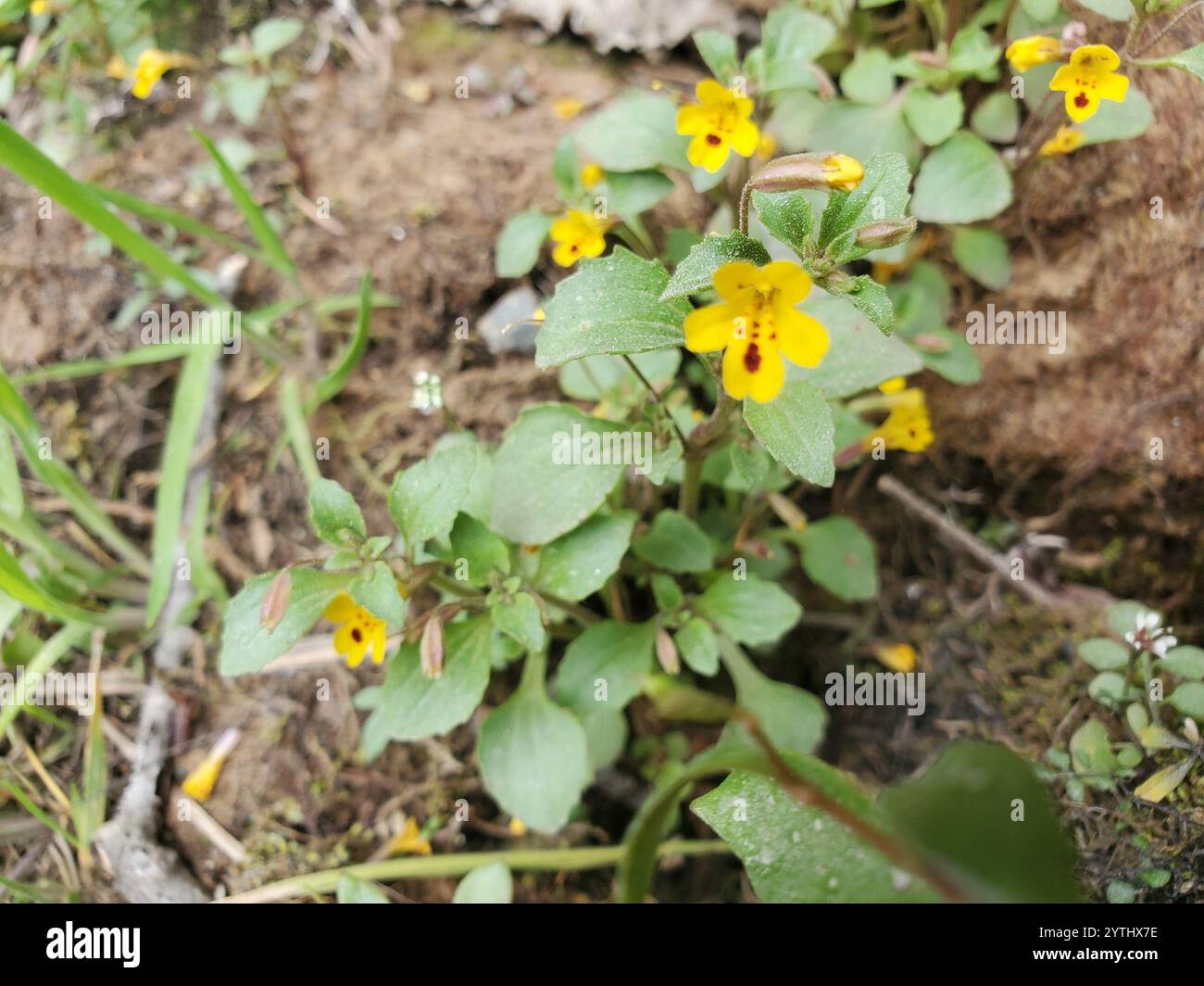 wingstem monkeyflower (Erythranthe alsinoides Stock Photo - Alamy