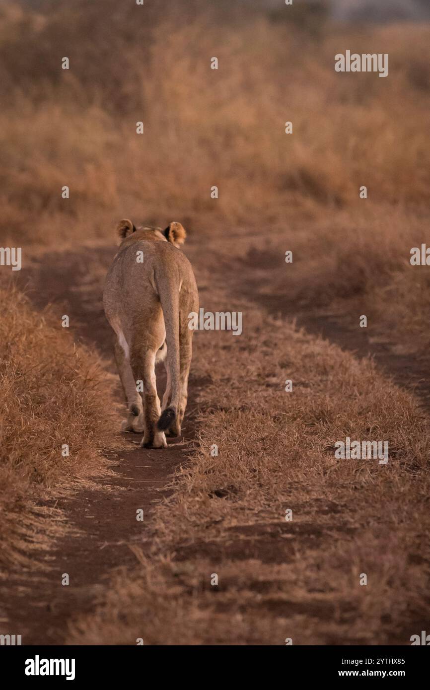 Lioness walks away along grass track Stock Photo - Alamy