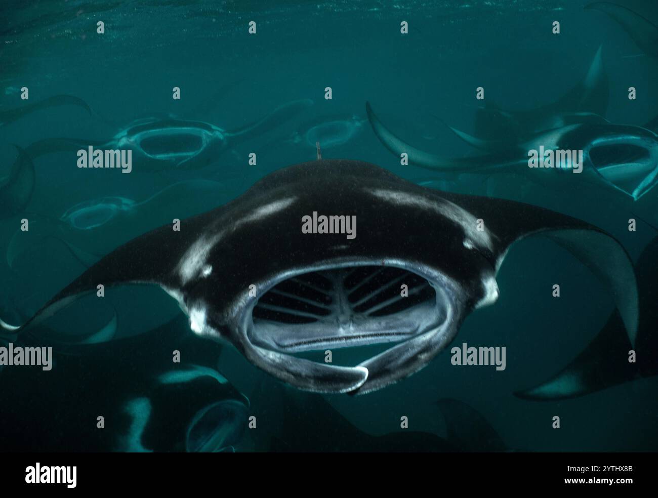 Eye level with a Reef Manta Ray (Mobula alfredi) swimming directly ...