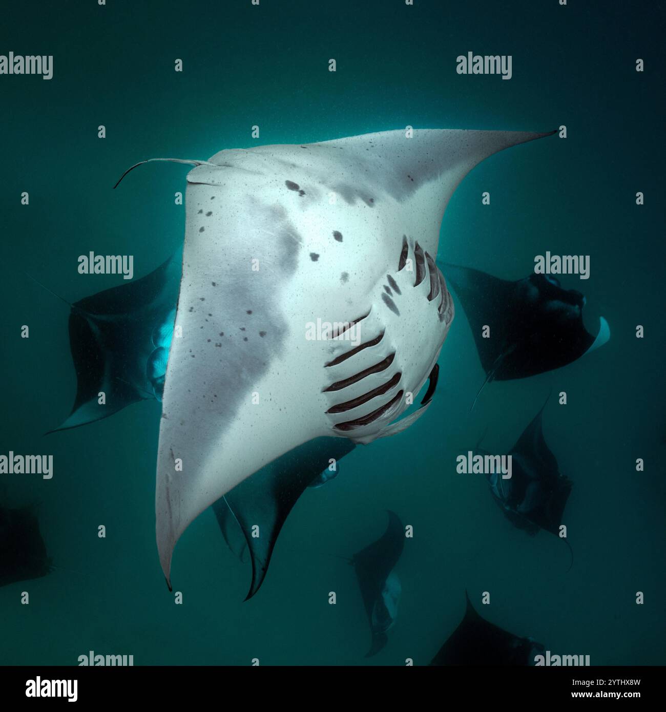 Eye level with a Reef Manta Ray (Mobula alfredi) rolling in front of us ...