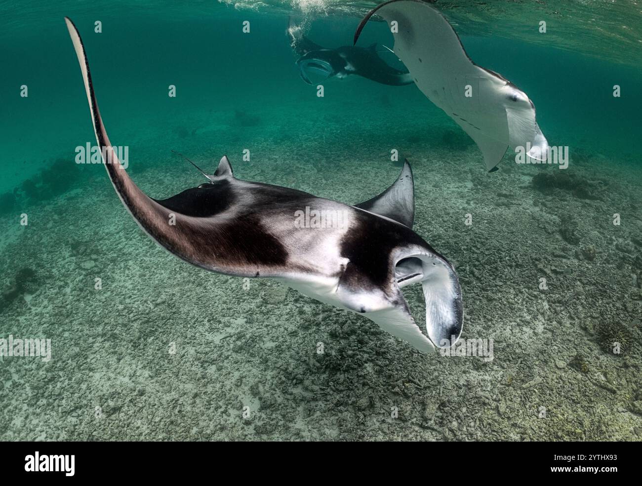 Eye level with a Reef Manta Ray (Mobula alfredi) swimming directly ...