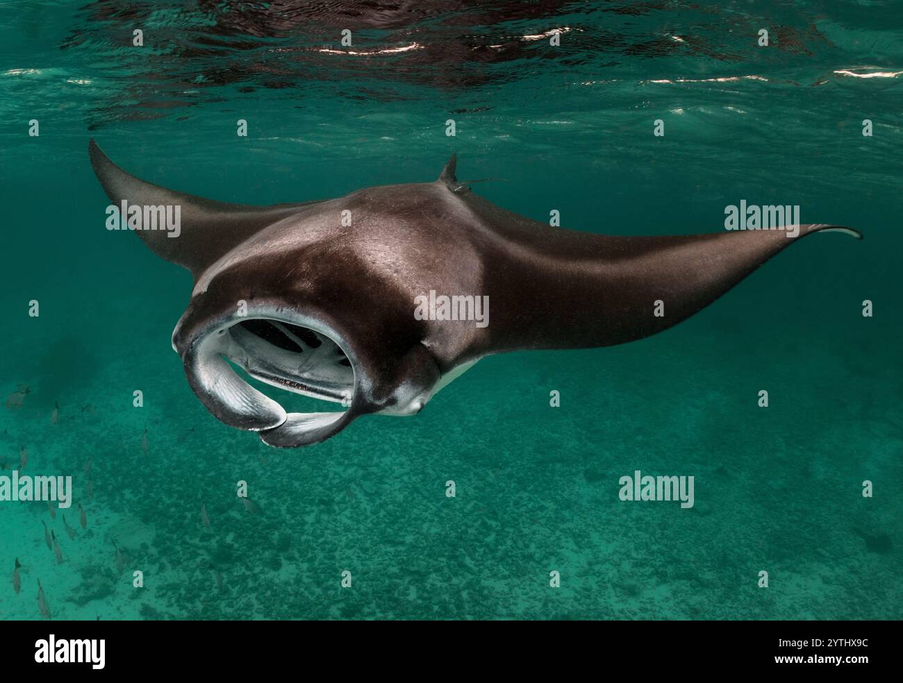 Eye level with a Reef Manta Ray (Mobula alfredi) swimming directly ...
