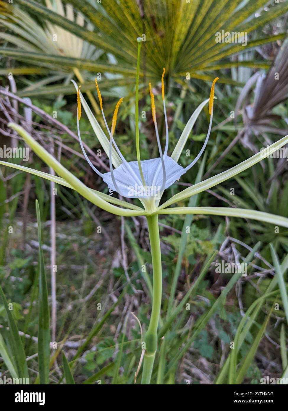 Alligator lily (Hymenocallis palmeri Stock Photo - Alamy