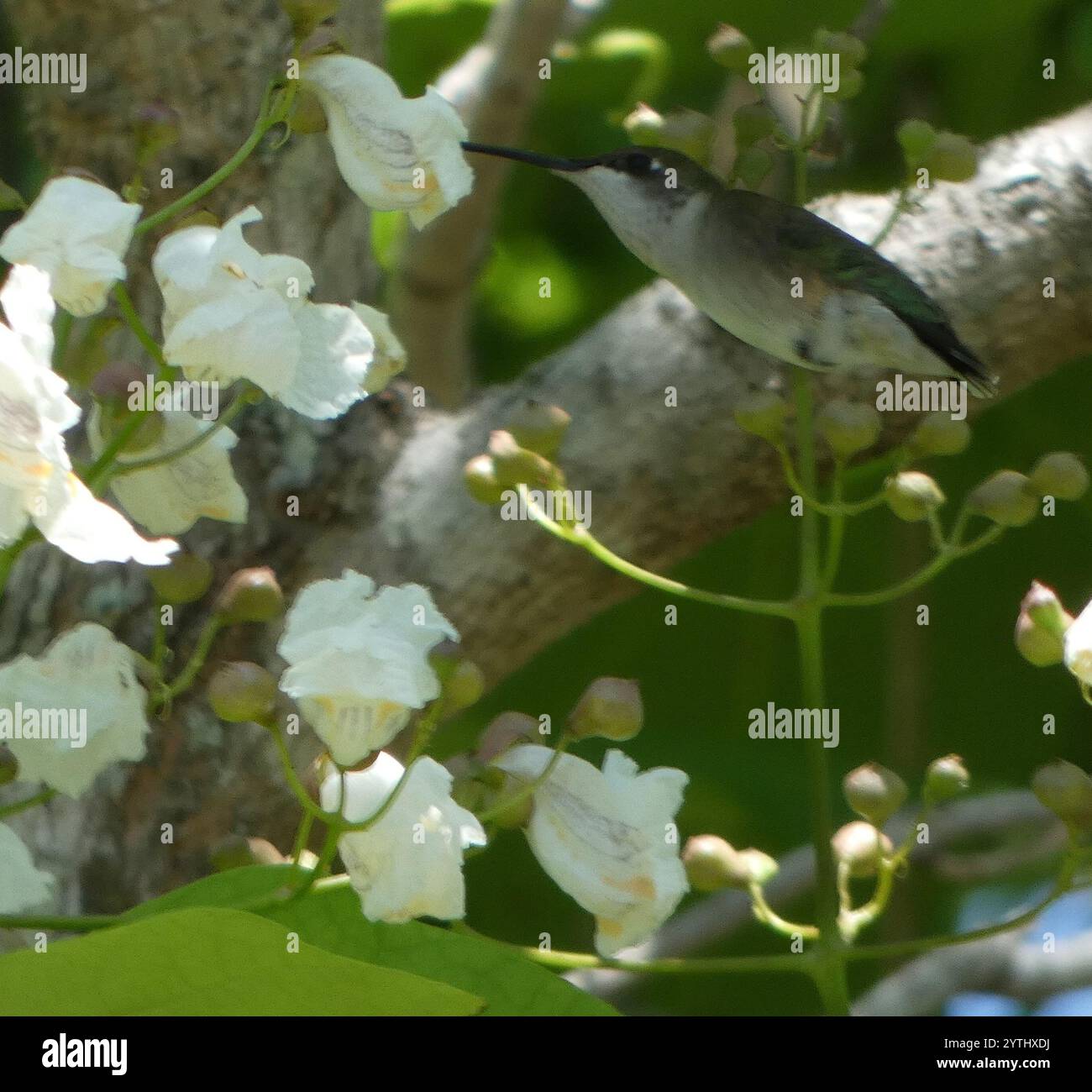 Ruby-throated Hummingbird (Archilochus colubris Stock Photo - Alamy