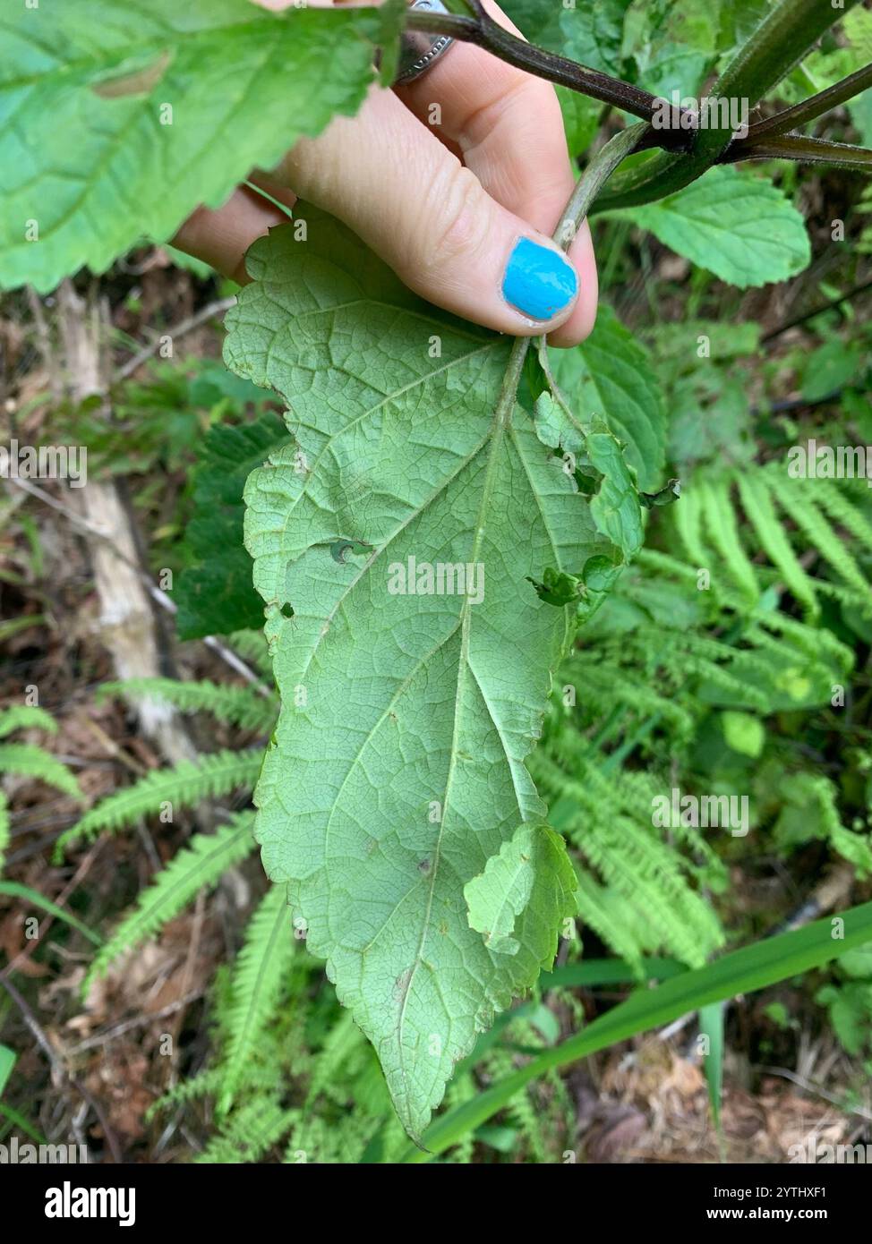California beeplant (Scrophularia californica Stock Photo - Alamy