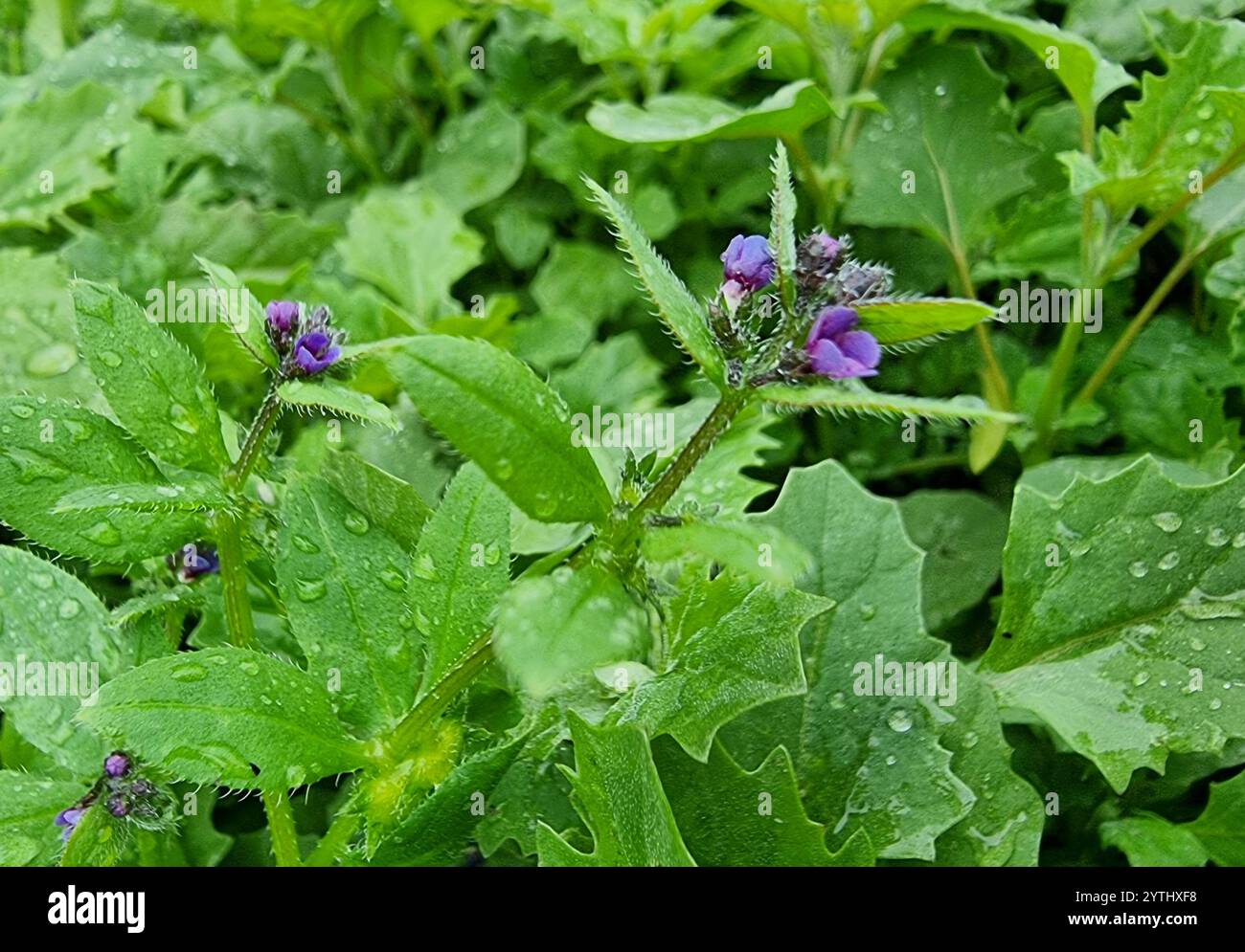 Asperugo procumbens hi-res stock photography and images - Alamy
