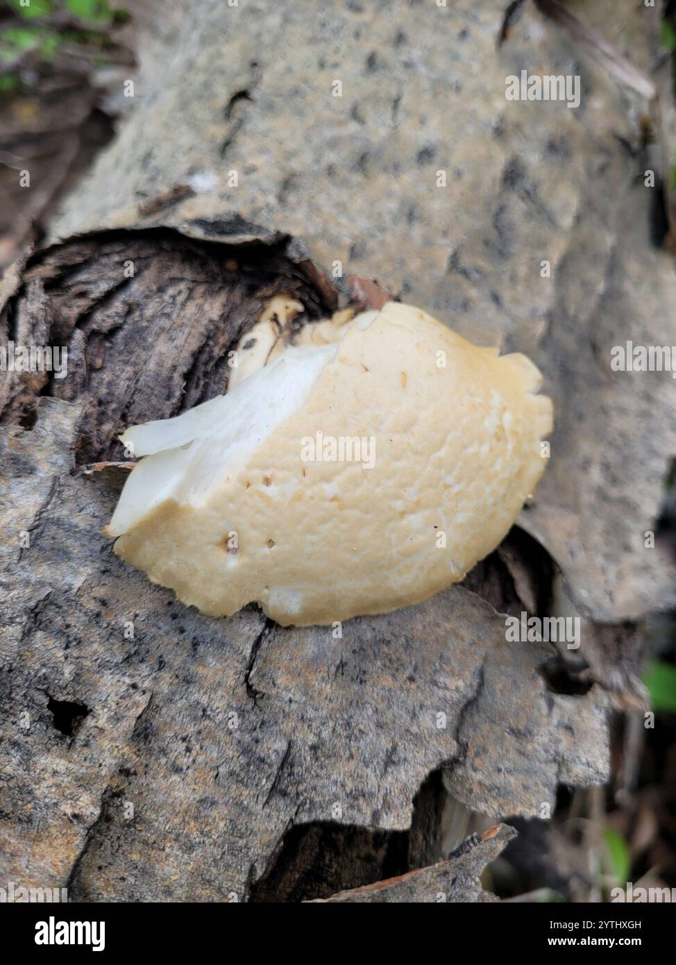 aspen oyster mushroom (Pleurotus populinus Stock Photo - Alamy