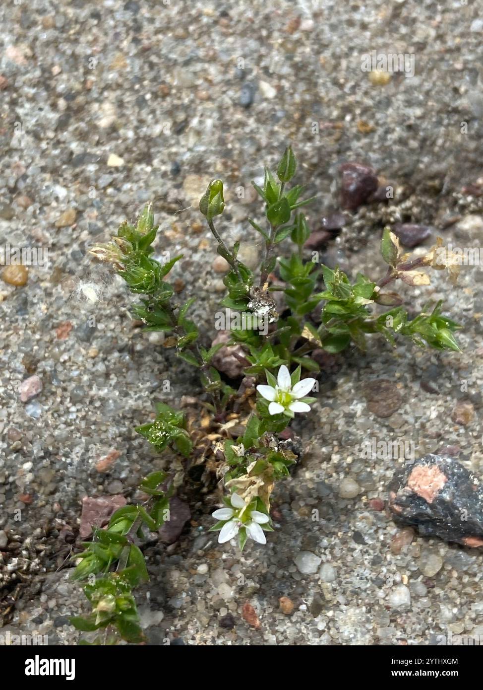Thyme-leaved Sandwort (Arenaria serpyllifolia Stock Photo - Alamy