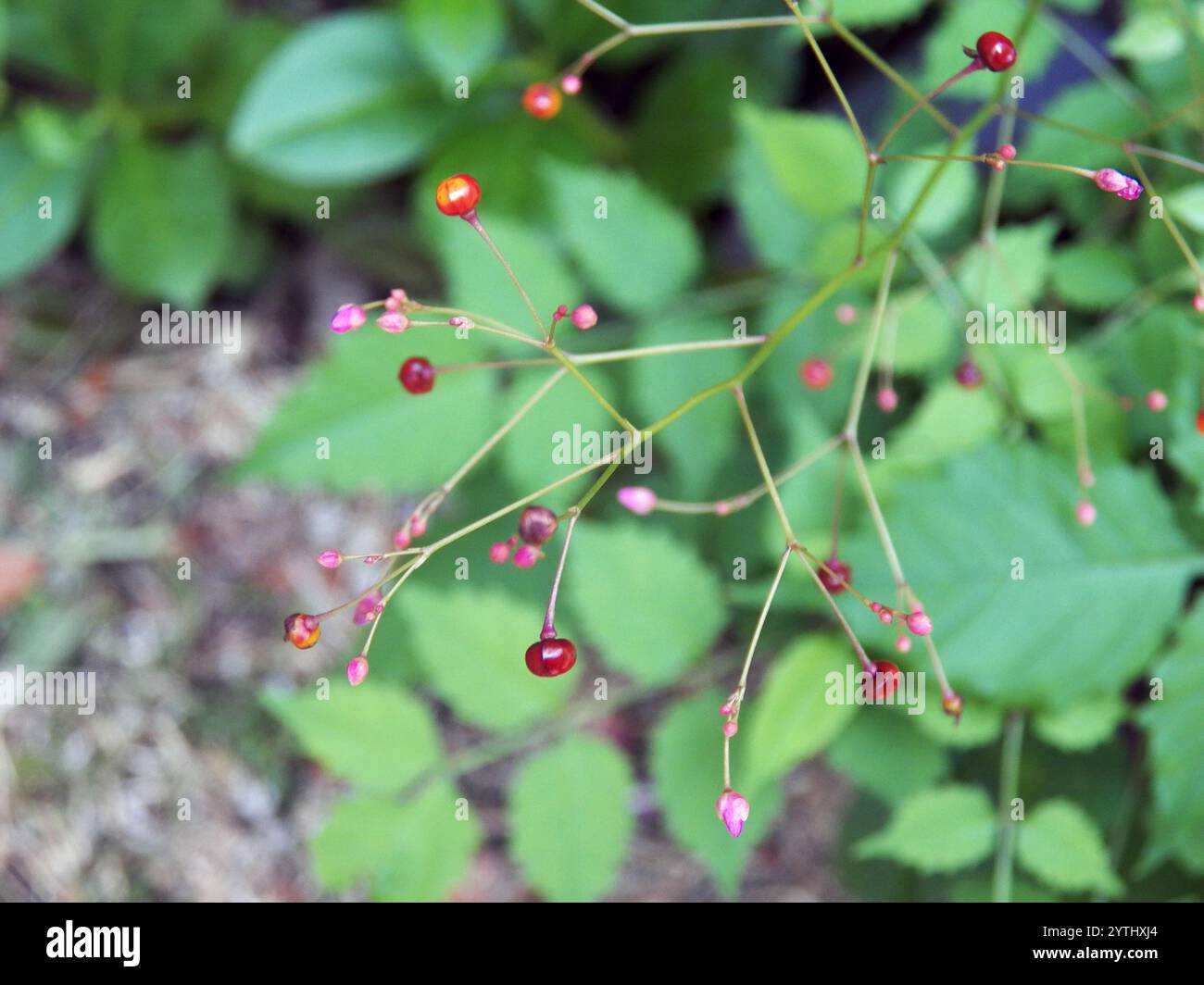 Jewels of Opar (Talinum paniculatum Stock Photo - Alamy