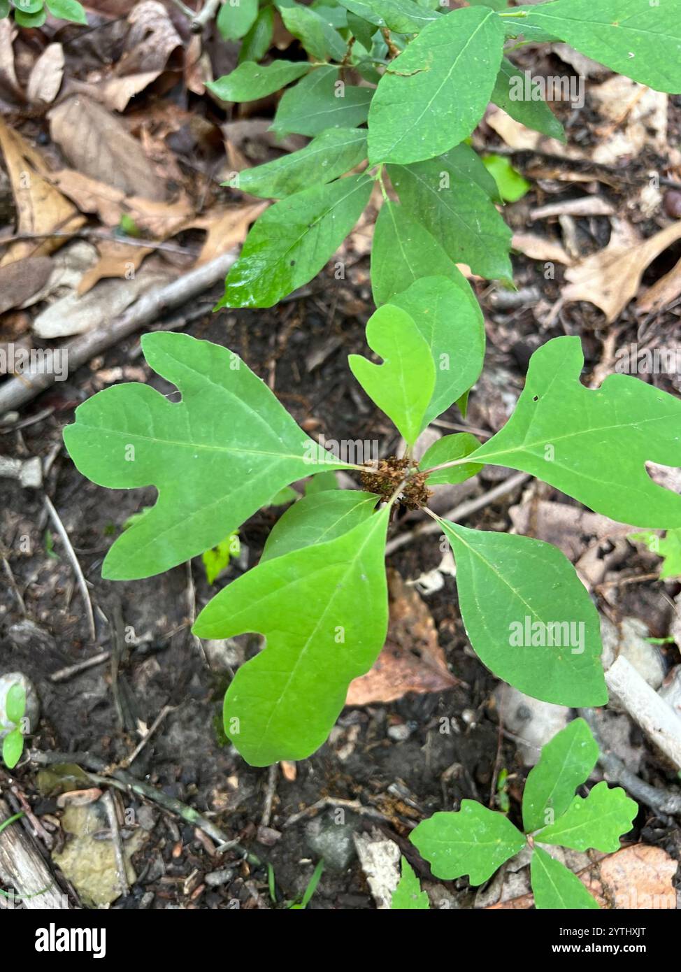 sassafras (Sassafras albidum Stock Photo - Alamy