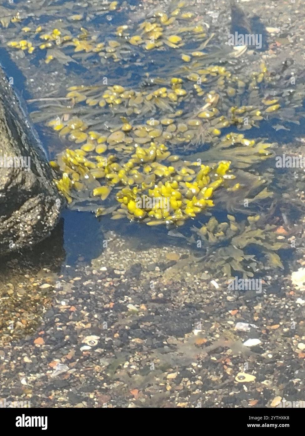 Atlantic Ribbed Mussel (Geukensia demissa Stock Photo - Alamy
