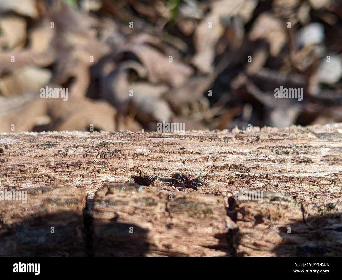 Nearctic Carpenter Ant (Camponotus nearcticus Stock Photo - Alamy