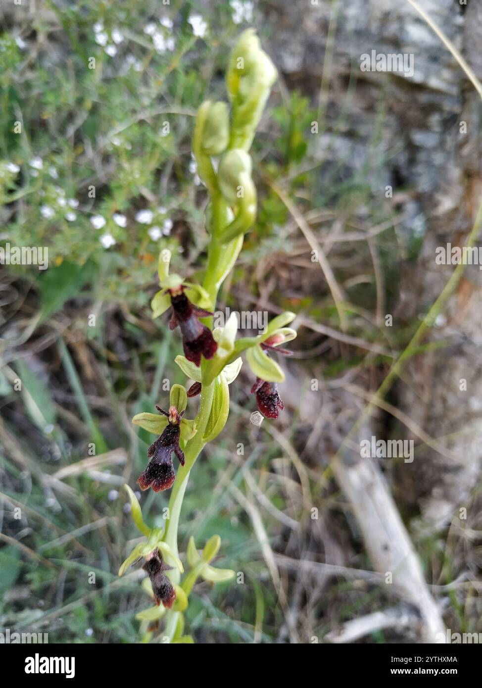 Fly Orchid (Ophrys insectifera Stock Photo - Alamy