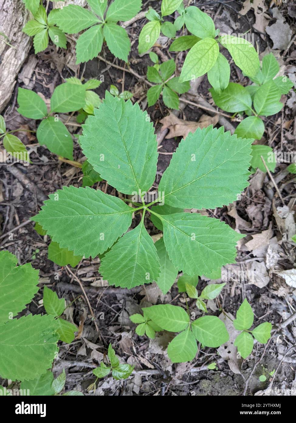 thicket creeper (Parthenocissus inserta Stock Photo - Alamy