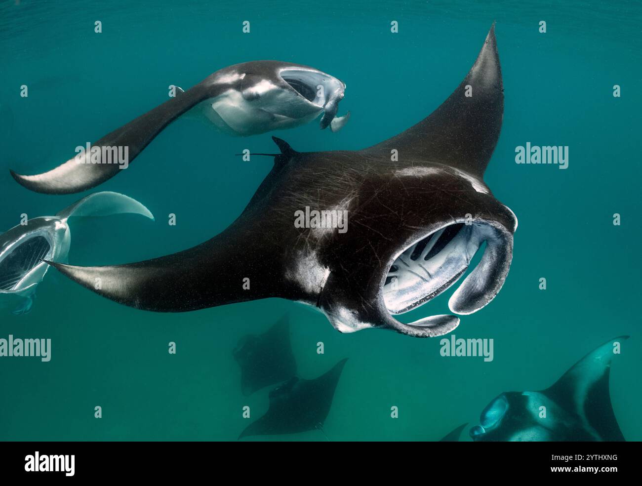 Eye level with a Reef Manta Ray (Mobula alfredi) swimming directly ...