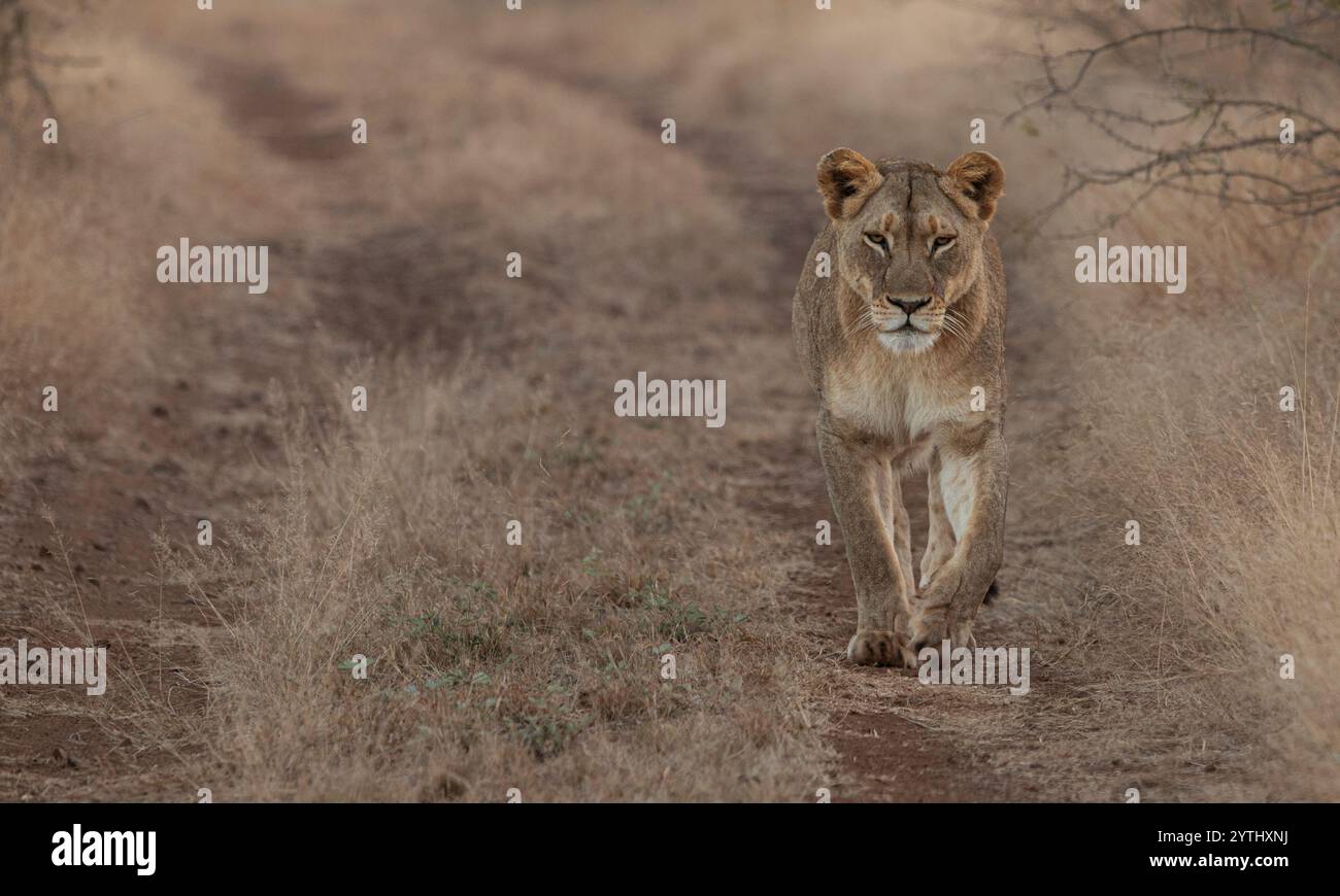 Graceful lioness hi-res stock photography and images - Alamy