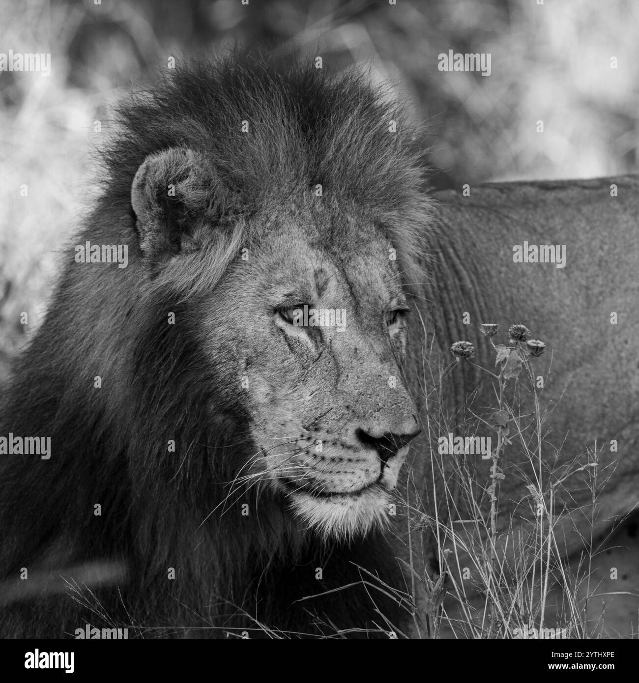 Mono portrait of male Lion in grass Stock Photo - Alamy