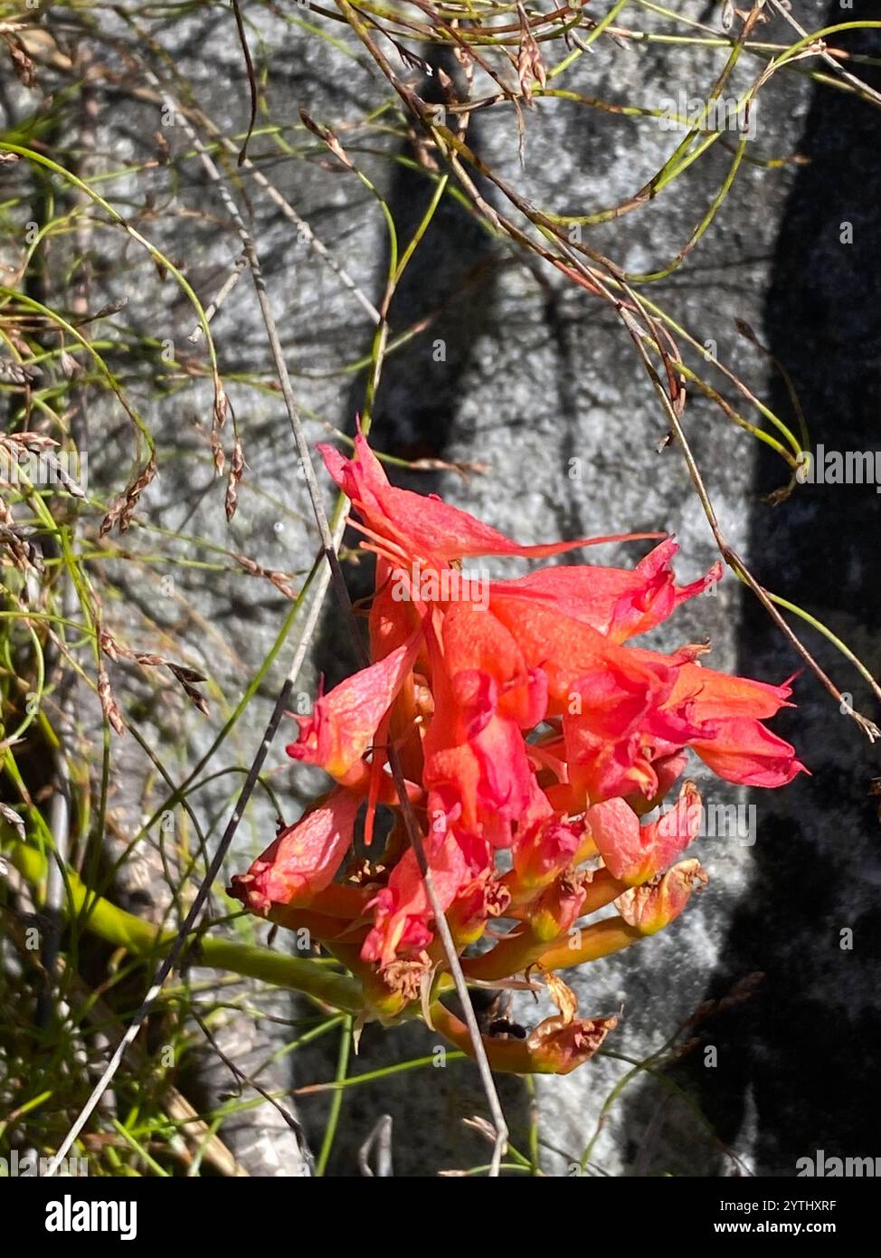 Cluster Disa (Disa ferruginea Stock Photo - Alamy