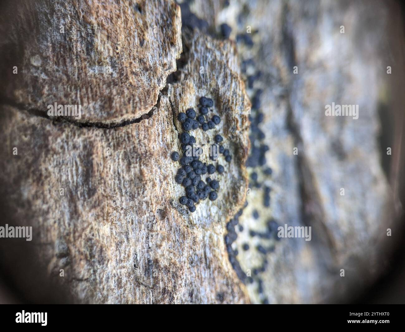 Rosellinia hi-res stock photography and images - Alamy